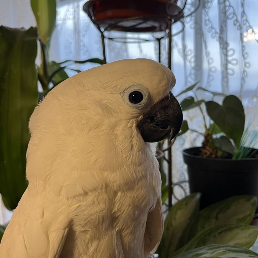 Попугай Какаду выкормыш