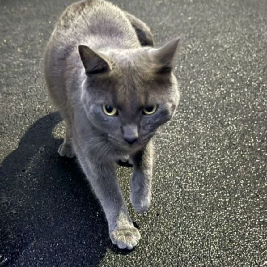 Отдам кота в добрые руки