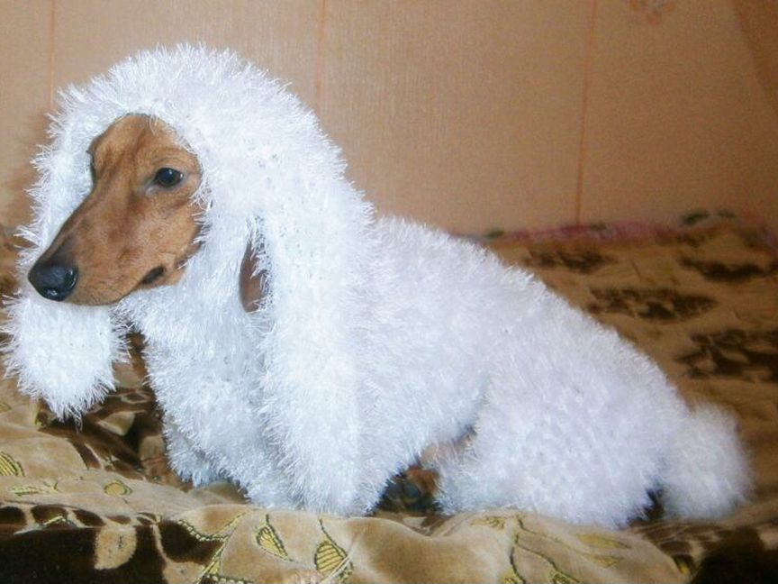 Вязаная шубка зайца для собаки