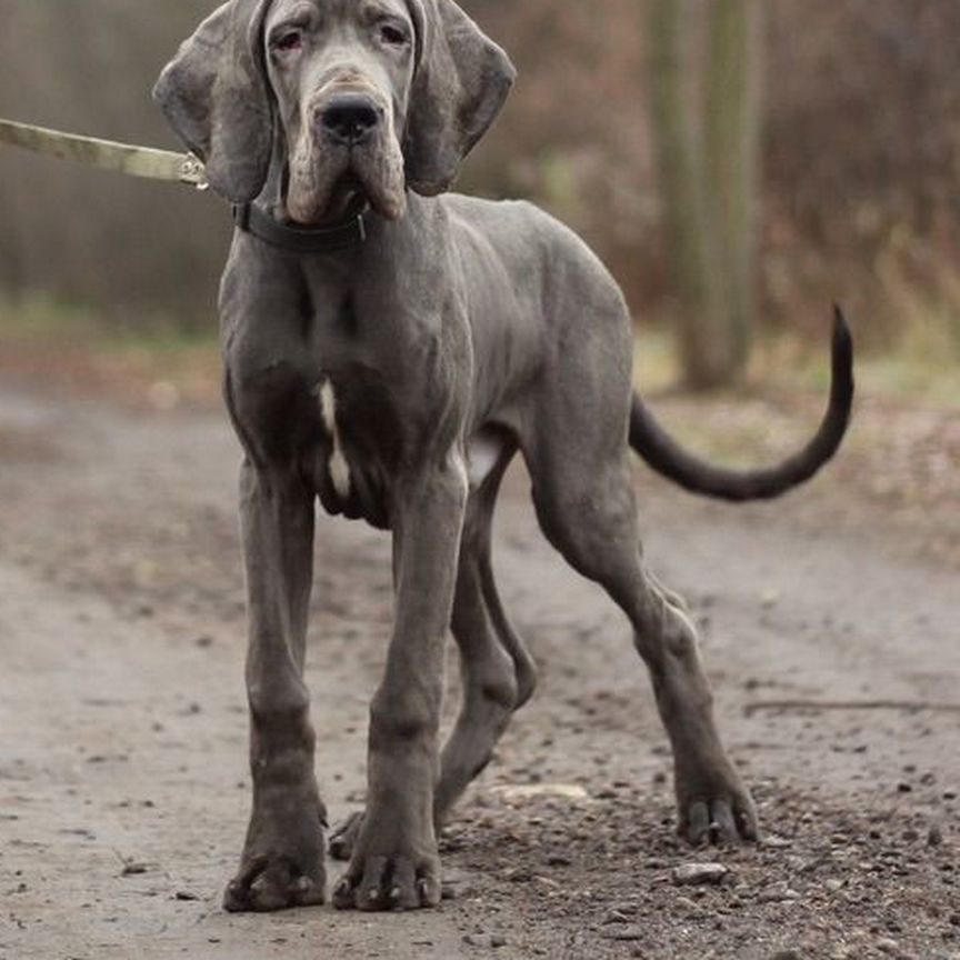 Немецкий дог, щенок