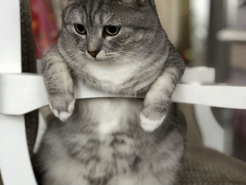 Британская кошка бесплатно