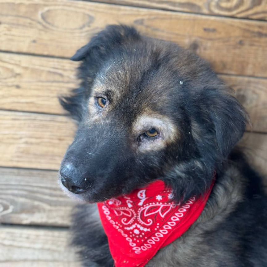 Собака в добрые руки отдам бесплатно