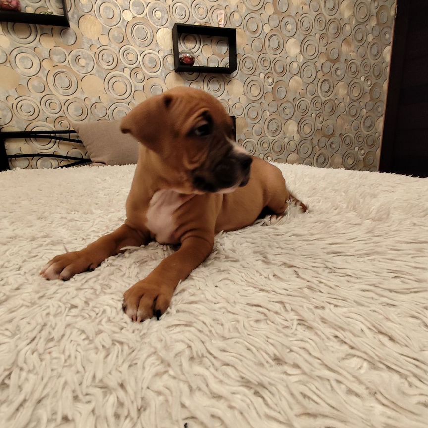 Американский стаффордширский терьер, щенок