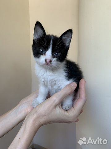 Котенок в добрые руки