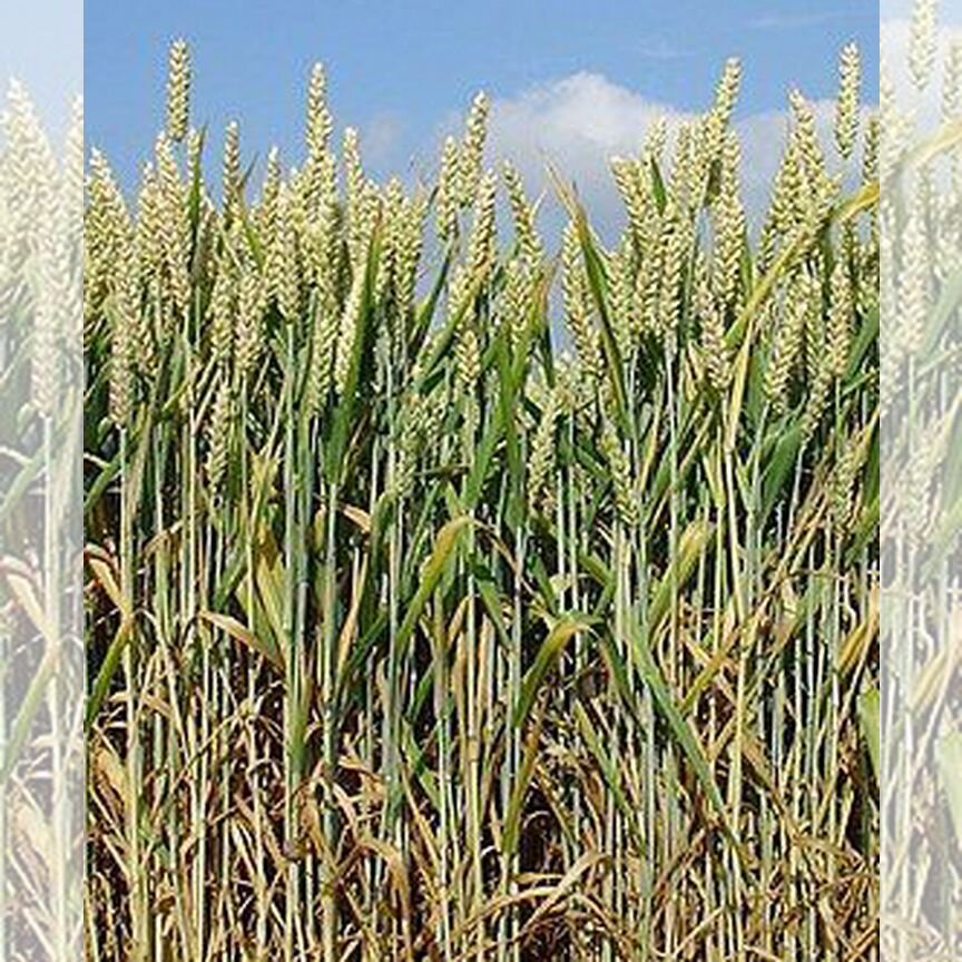 Пшеница озимая