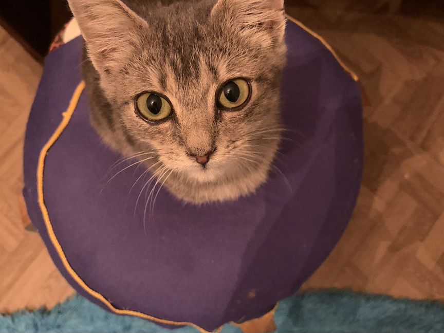 Британский котенок