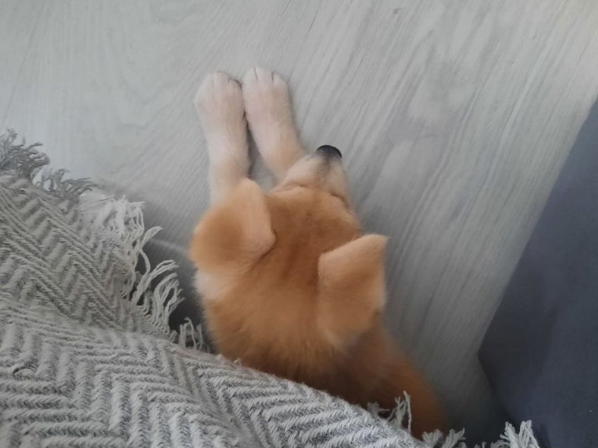 Помесь Хаски