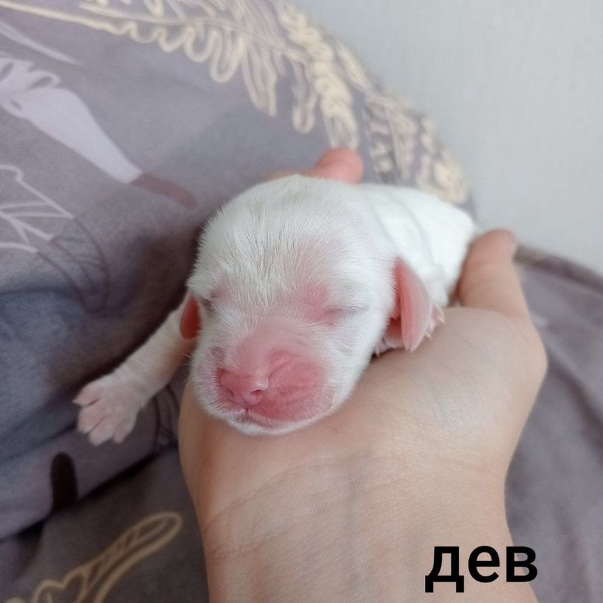 Щенки русского спаниеля