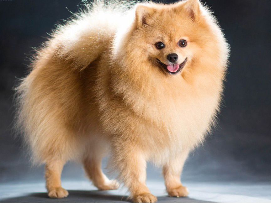Померанский шпиц мини девочка