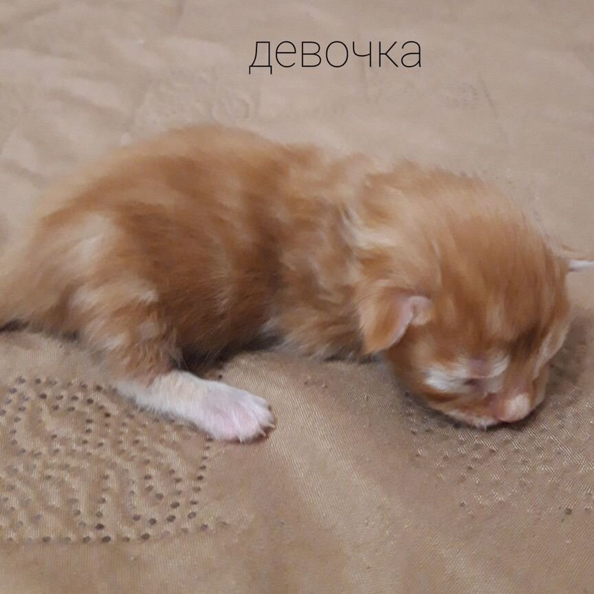 Котята породы Мейн-кун