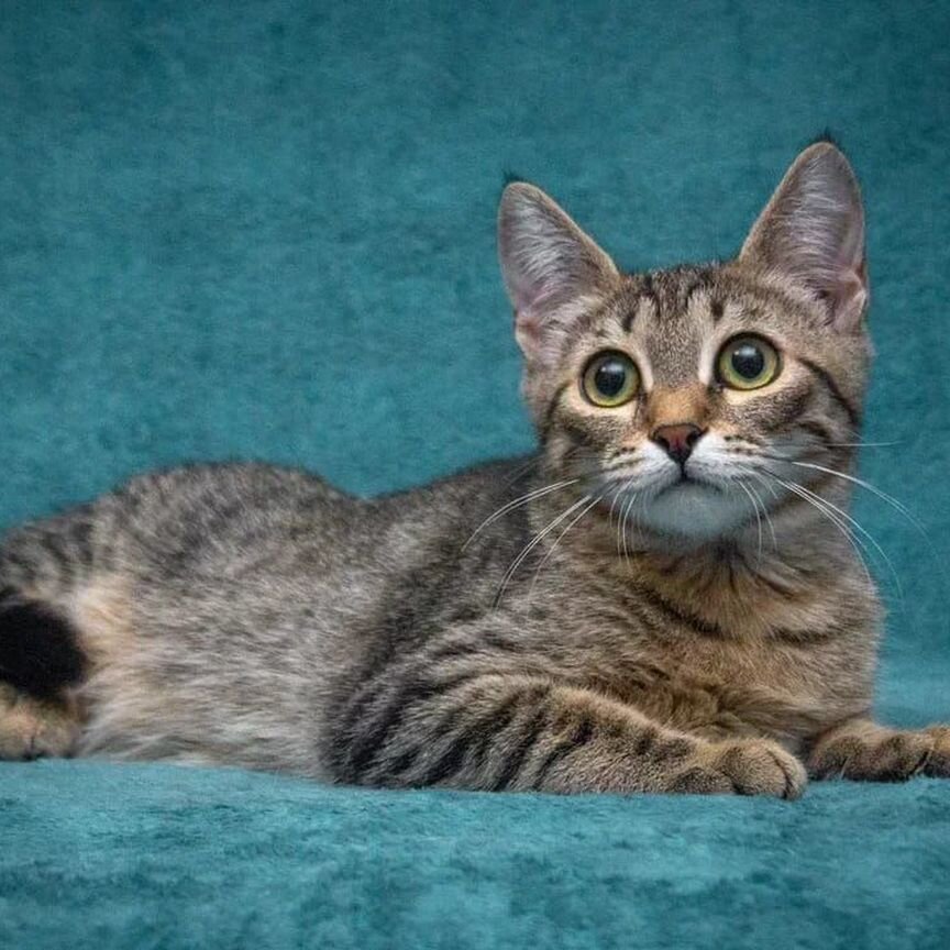 Кошечка Холли красавица мурлыка