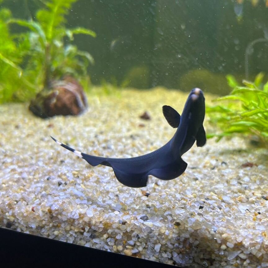 Рыбка нож чёрный