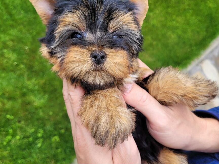 Маленькие мини-йорки ждут вас