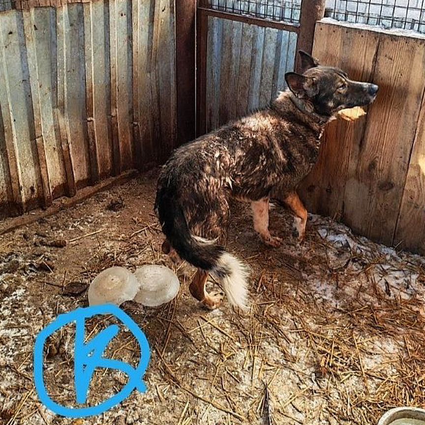 Взрослый пёс в добрые руки