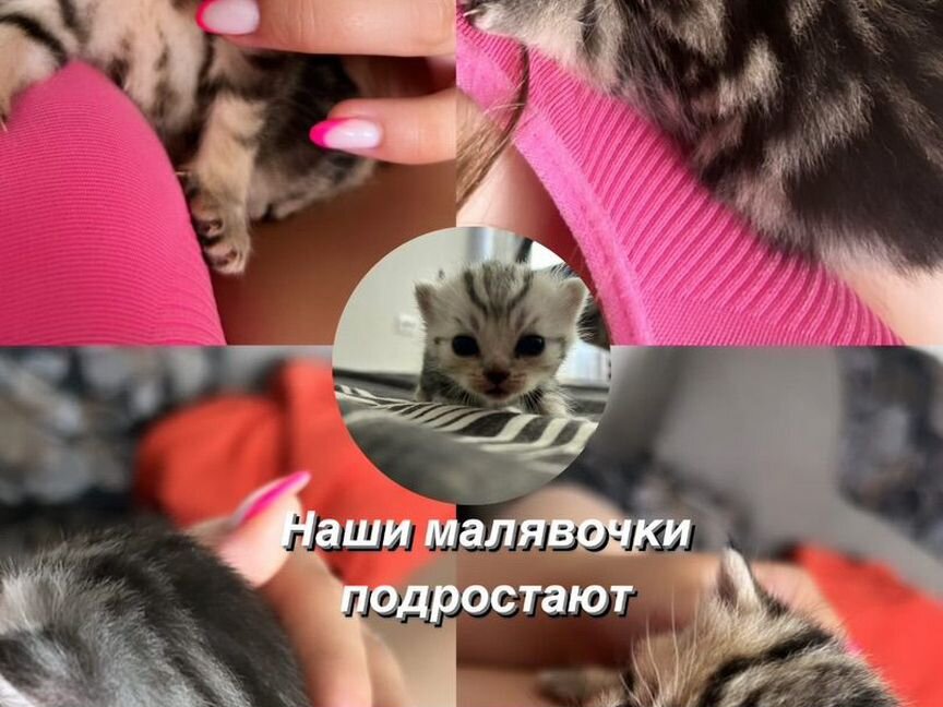 Продам шотладских котят