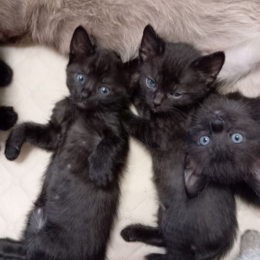 Котята от сиамской кошки