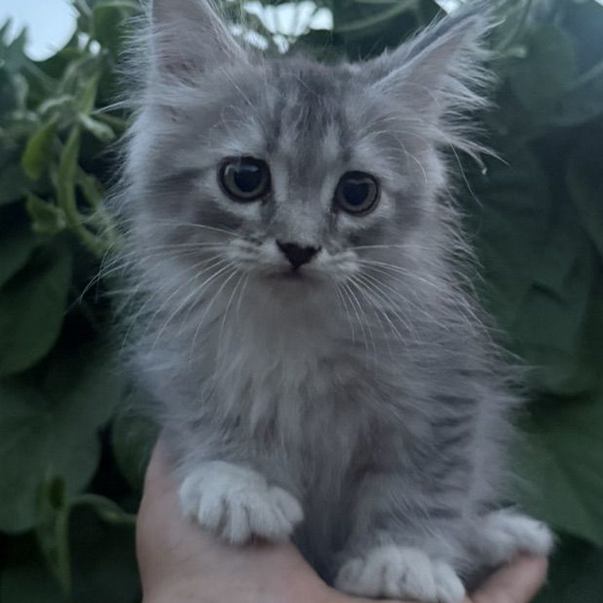 Кошечка в добрые руки