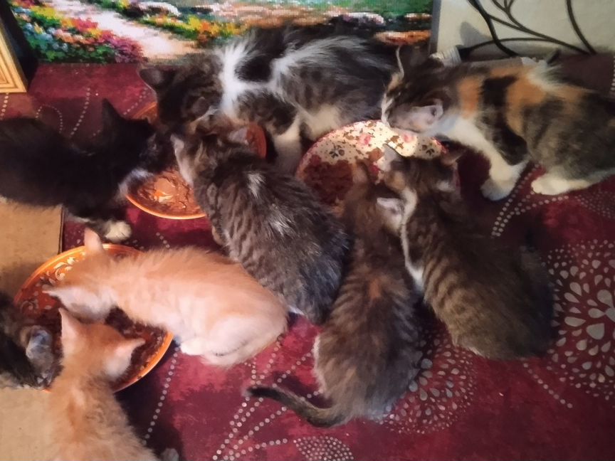 Котята и кошки