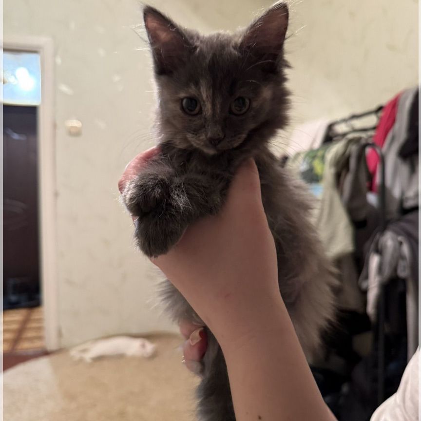 Сибирский котёнок