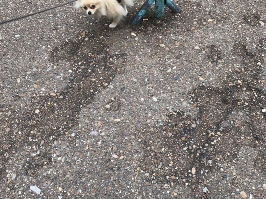 Вызка немецкого шпица с родословной