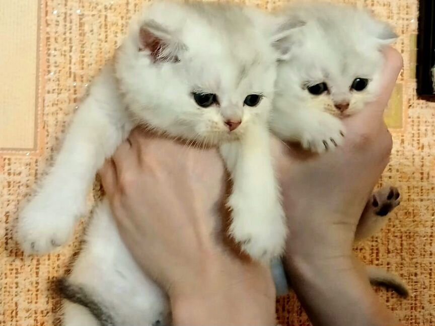 Шотландские серебристые шиншилы