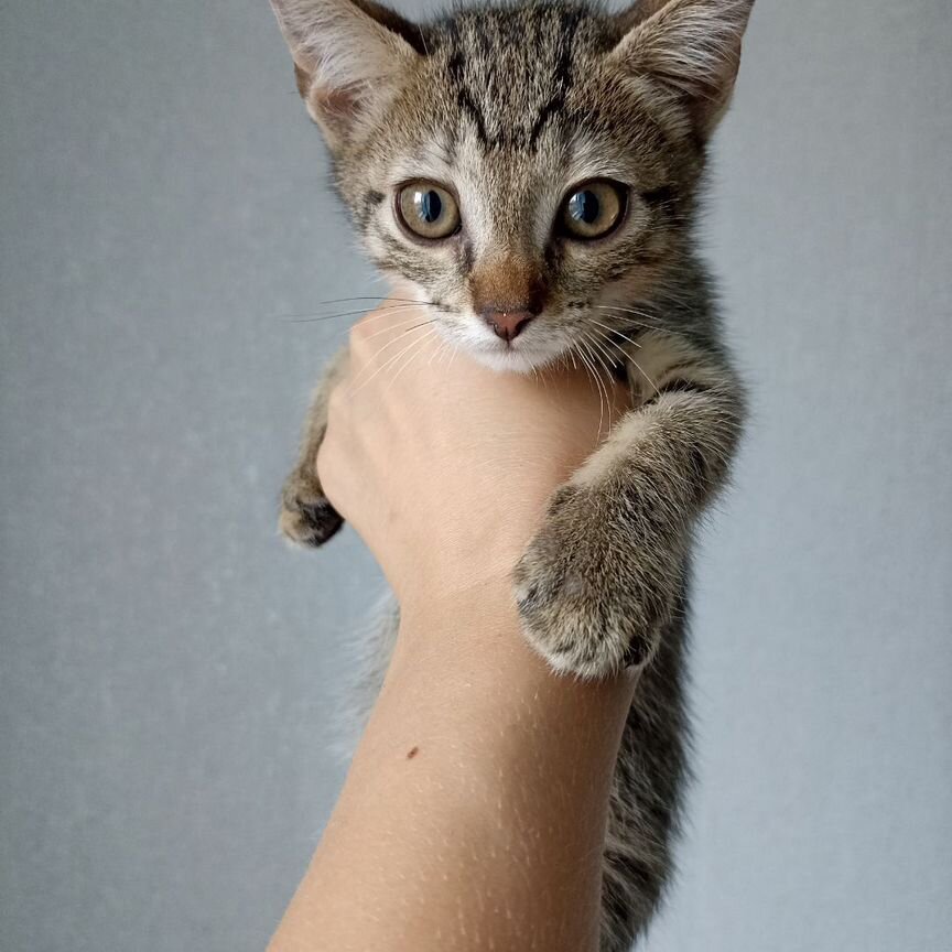 Котенок