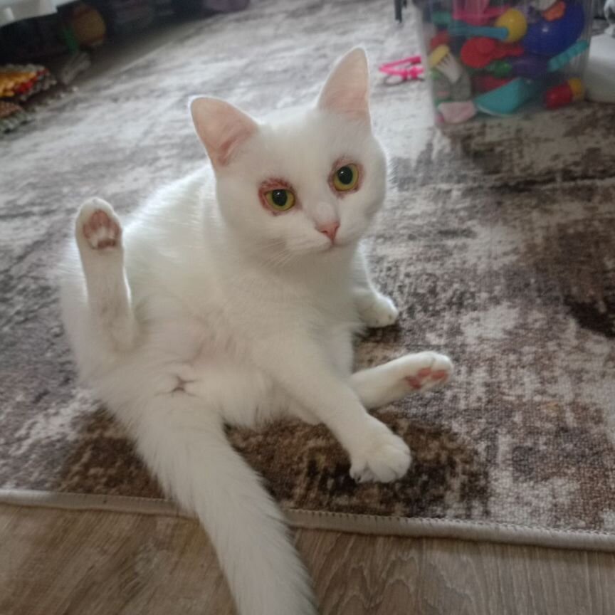 Шотландская кошка вязка