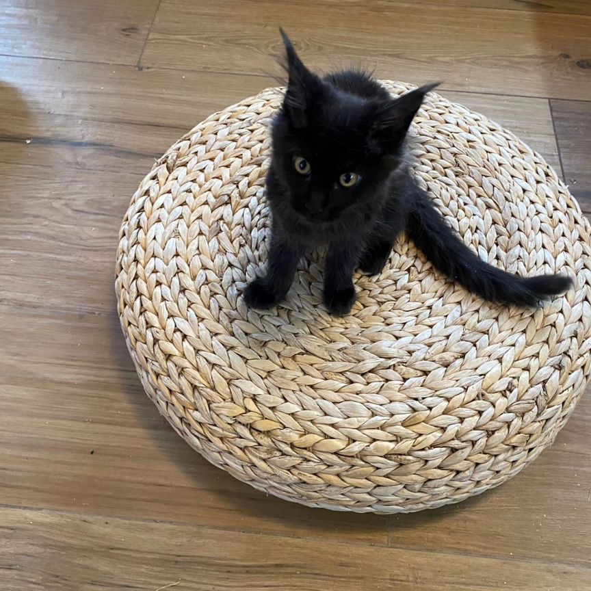 Котенок девочка мейн-кун