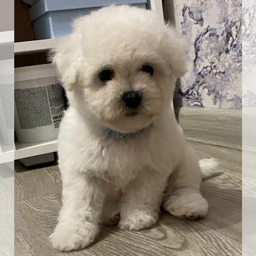 Бишон фризе, щенок