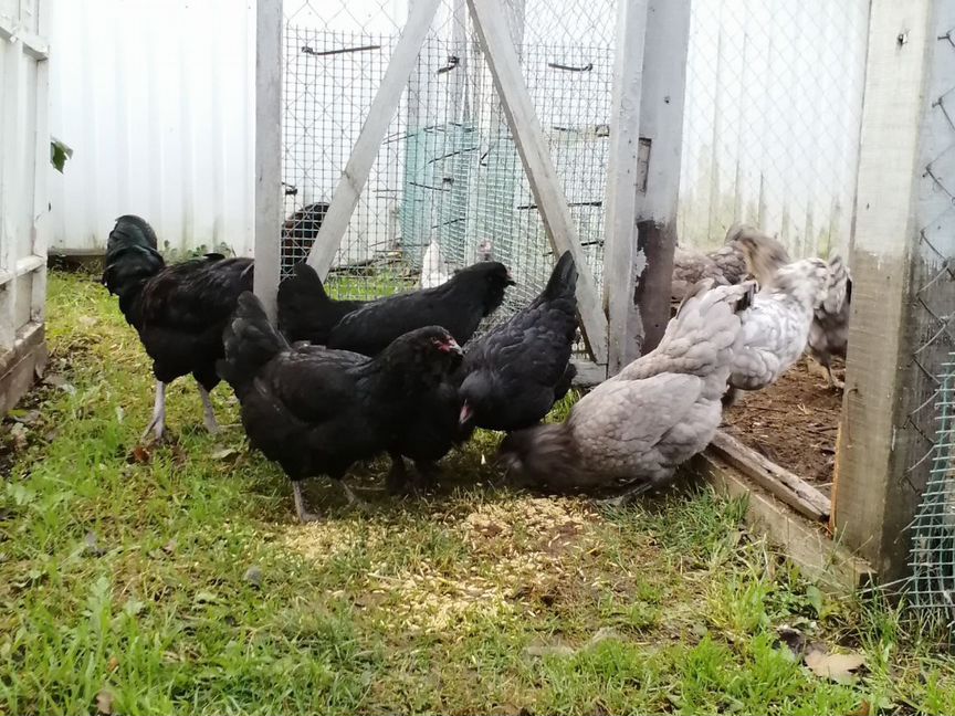 Куры молодки амераукана