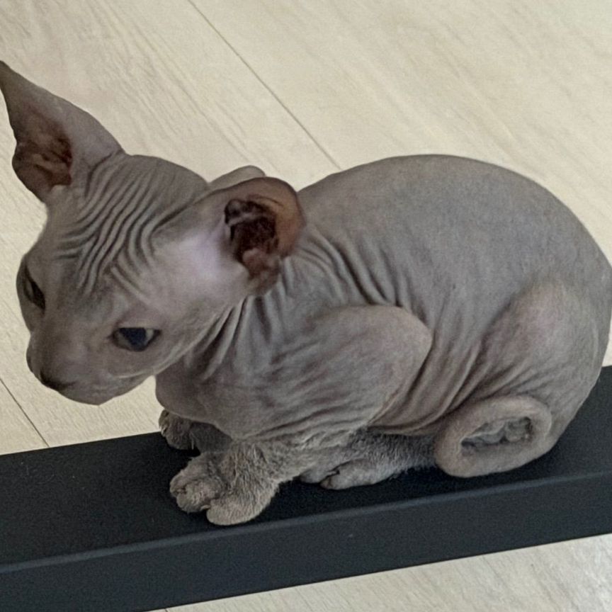 Донской сфинкс котёнок