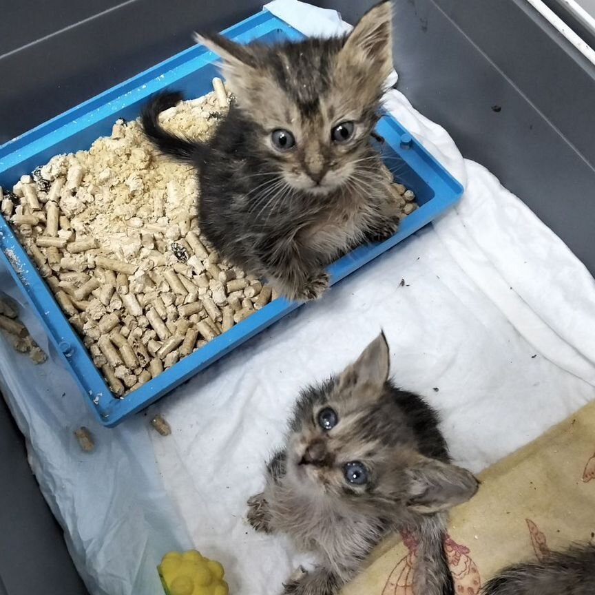 Котятки маленькие