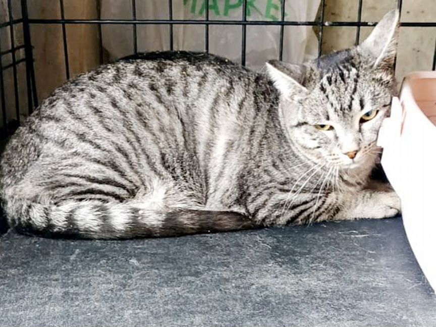 Котик с подвала 8-9 мес