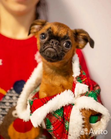 Baby Yoda малышки Брабансоны загадали свой дом