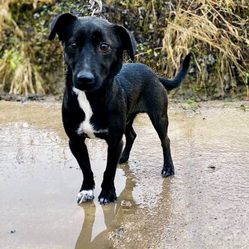 Взрослая собака в добрые руки