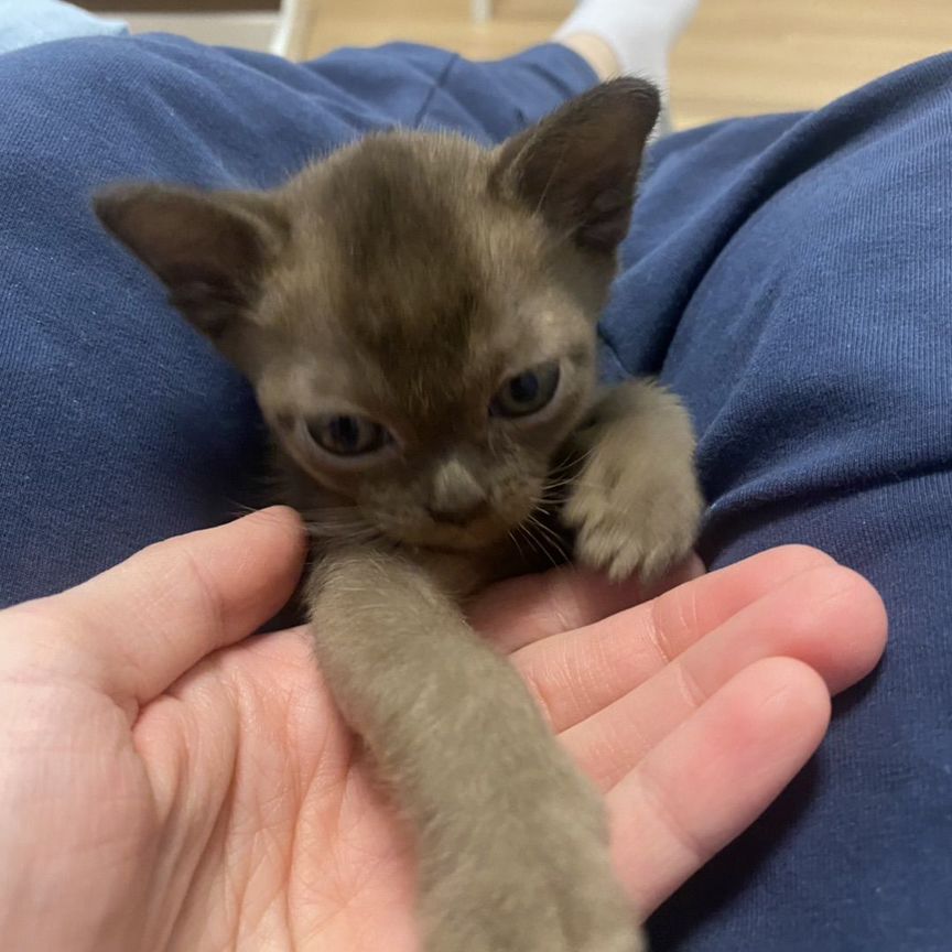 Котенок европейской бурмы соболь