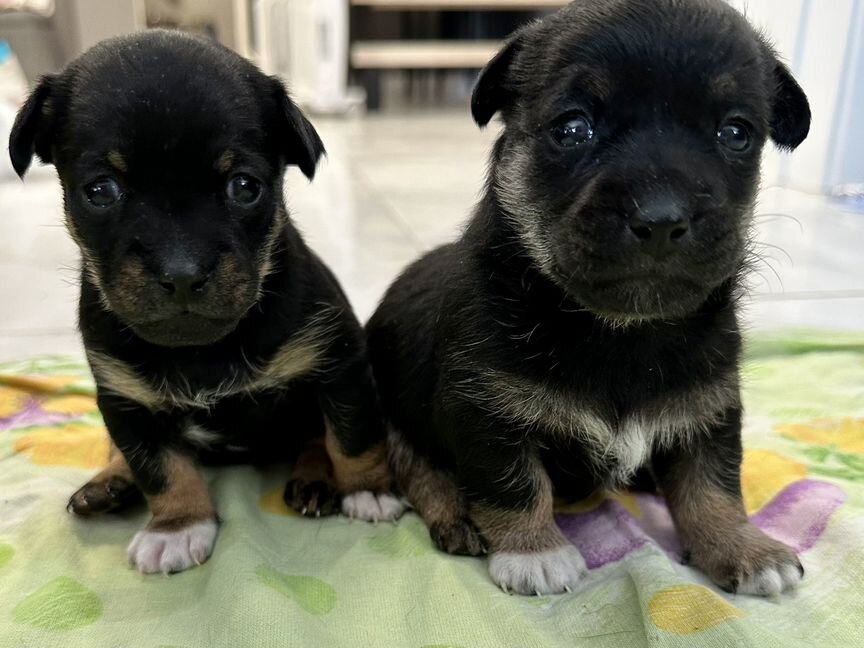 Щенки карликого пинчера(Цвергпинчера)