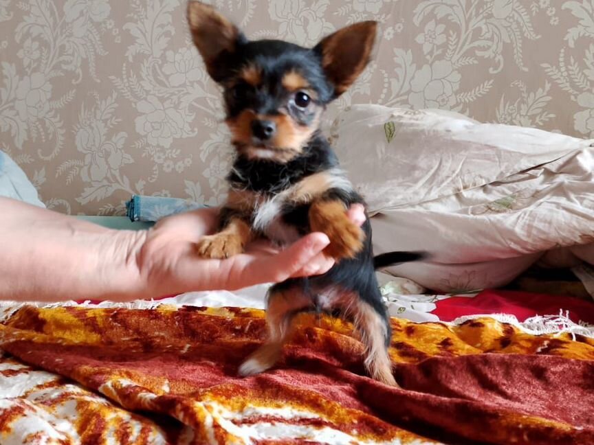 Малыш Йорка, (мини) 3 месяца