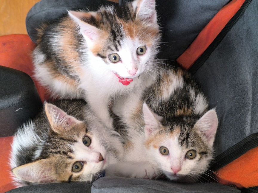 Котята в добрые руки бесплатно