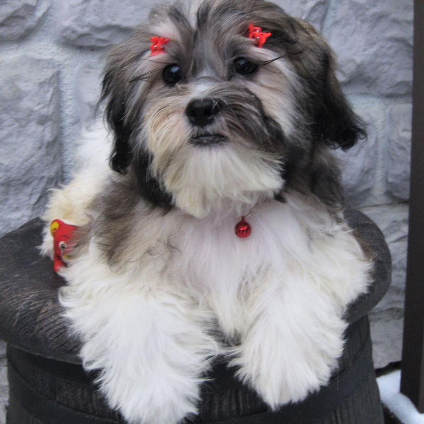 Бишон гаванез - очаровательные щенки