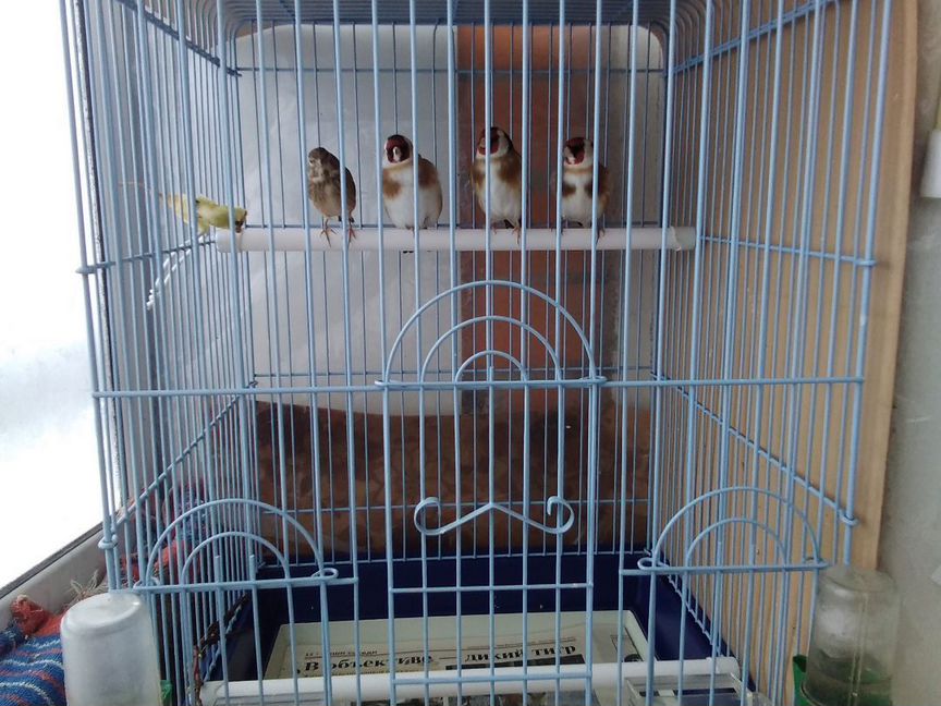 Щегол белобородый