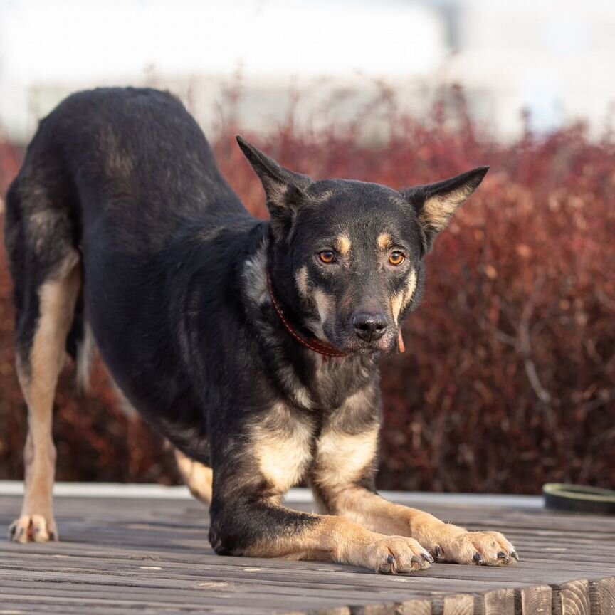 Собака-метис Арья в добрые руки