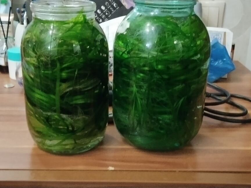 Водоросли для аквариума