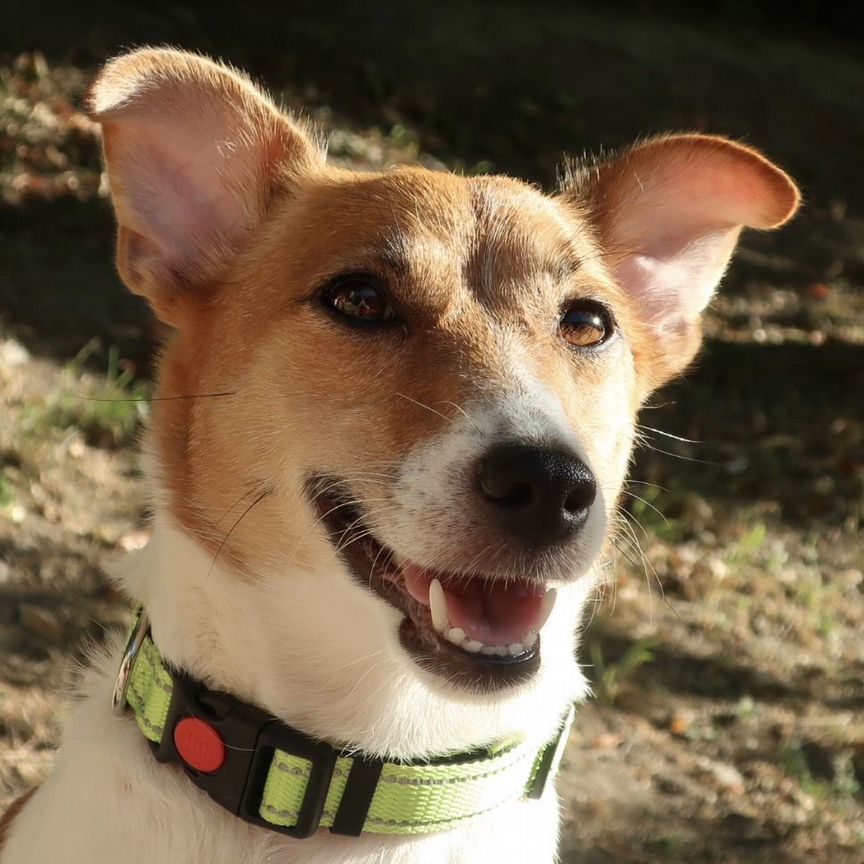 Девочка джек рассел для рекламы брендов