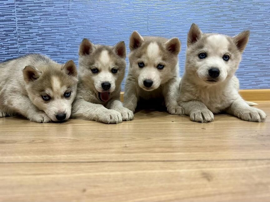 Сибирский хаски