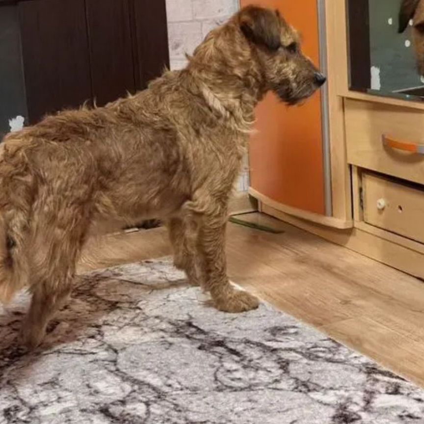 Взрослый пёс в добрые руки