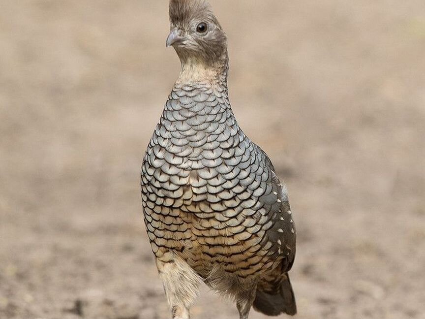 Чешуйчатый перепел