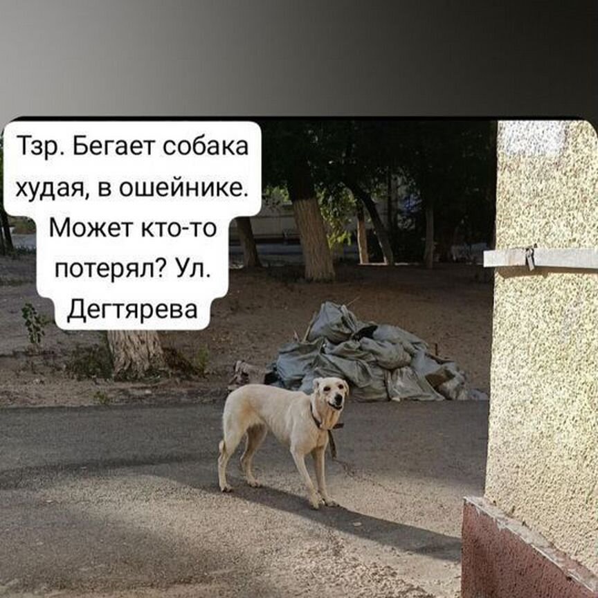 Собака ищет дом