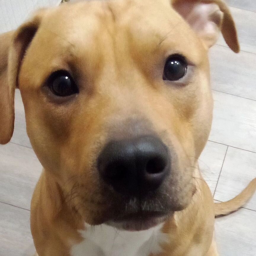 Стаффордширский терьер в добрые руки