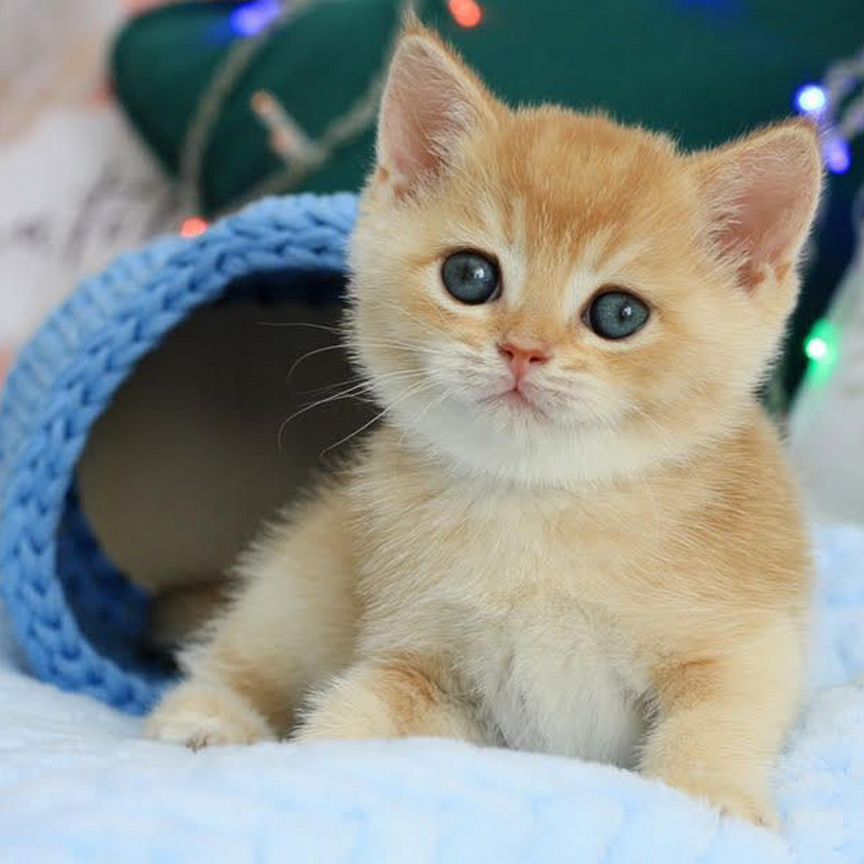 Котята британская золотая шиншилла